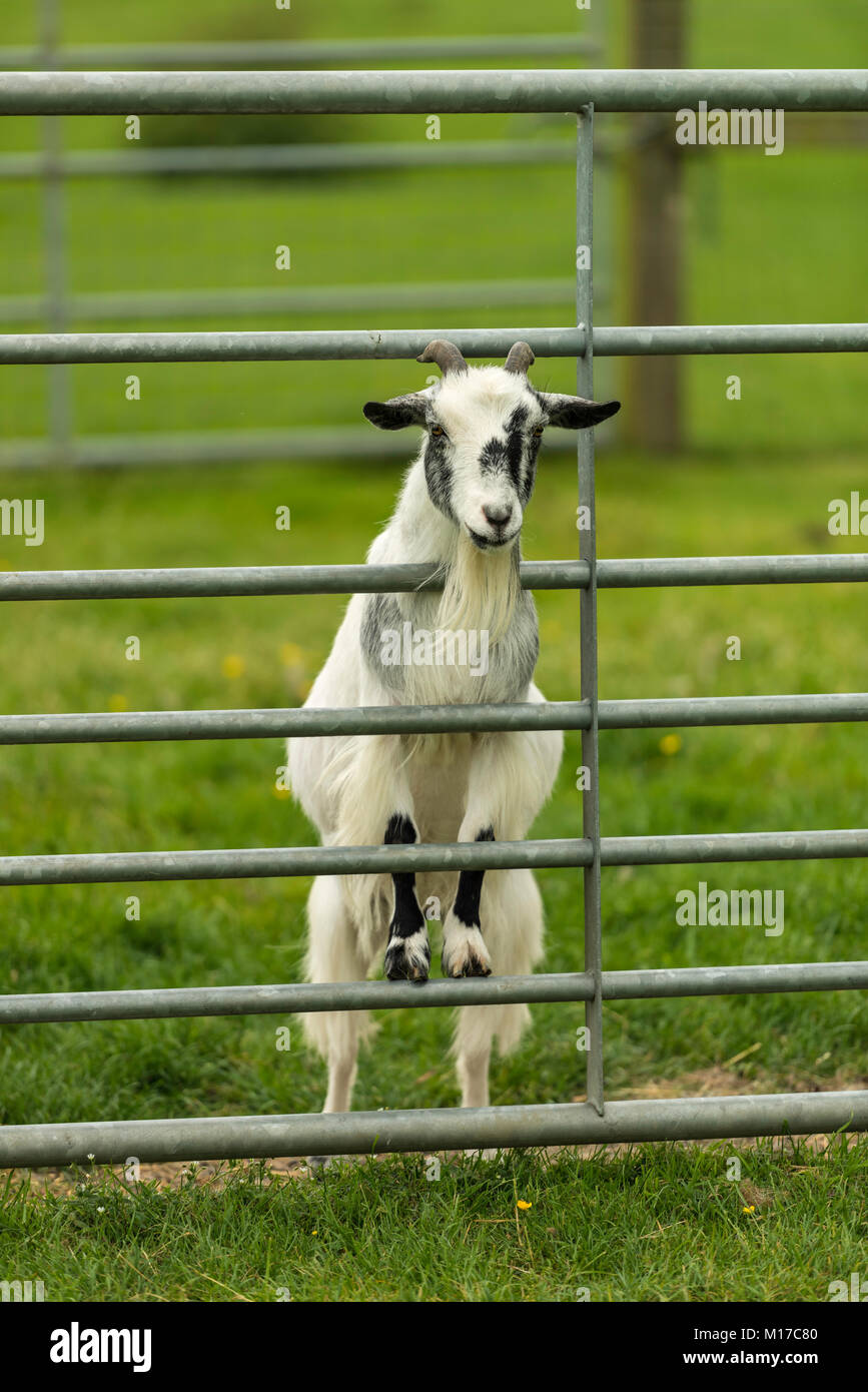 Goat looking through bars of gate Stock Photo - Alamy