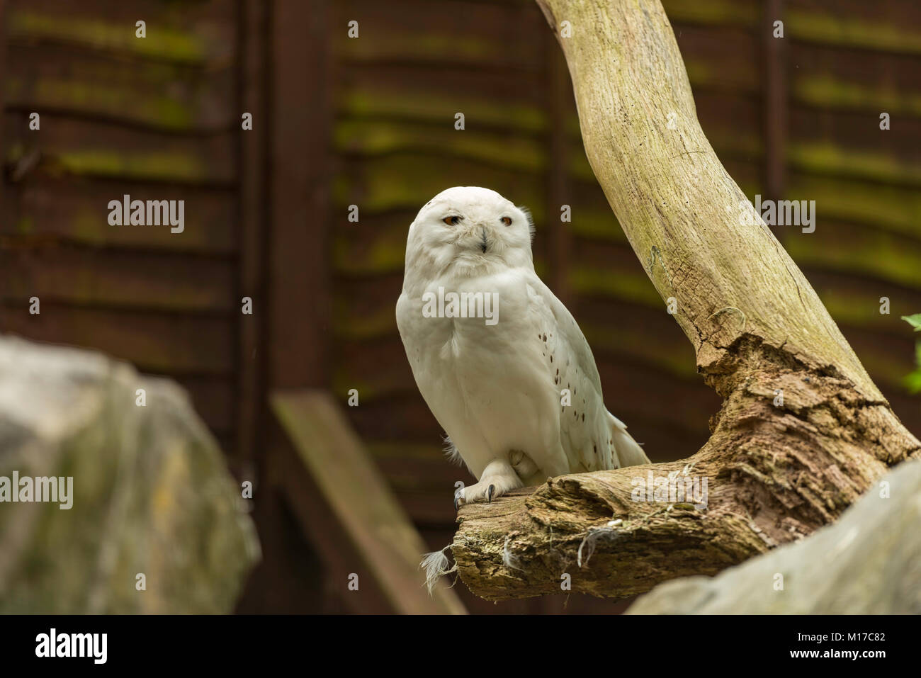 One snowy owl front view hi-res stock photography and images - Alamy