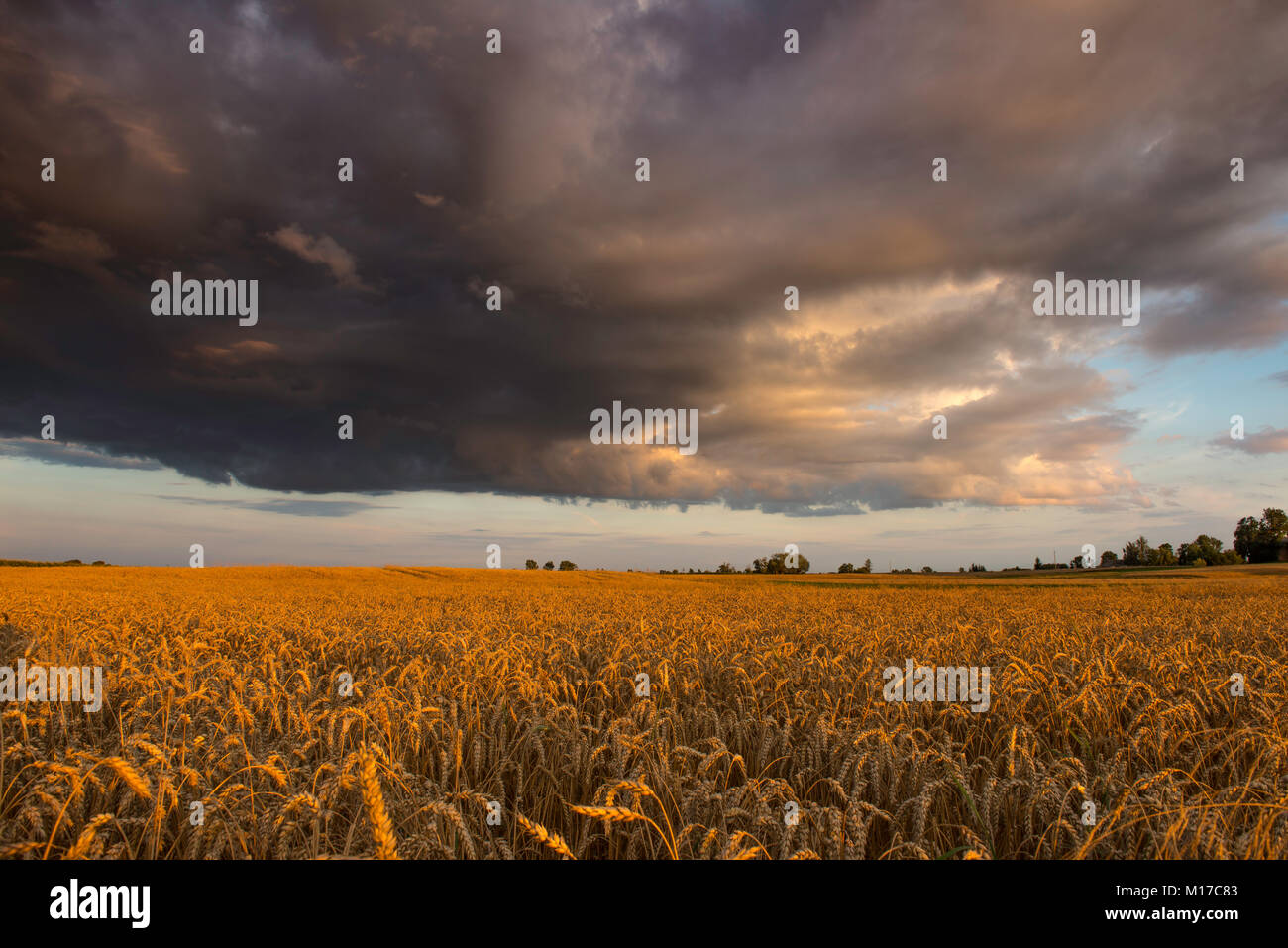 Wheat Field Sunset Stock Photo - Alamy