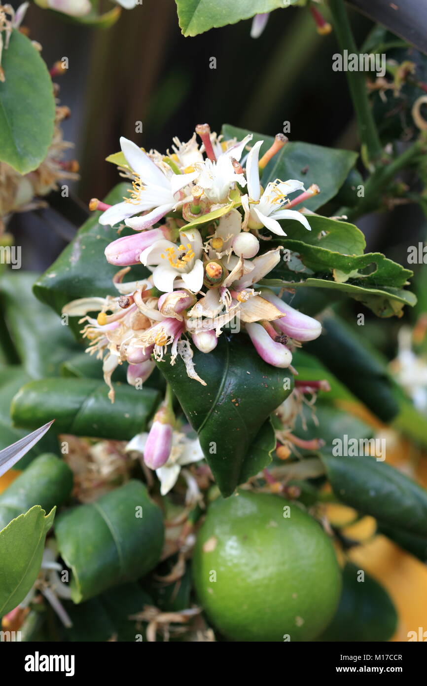 Citrus pollination hi-res stock photography and images - Alamy