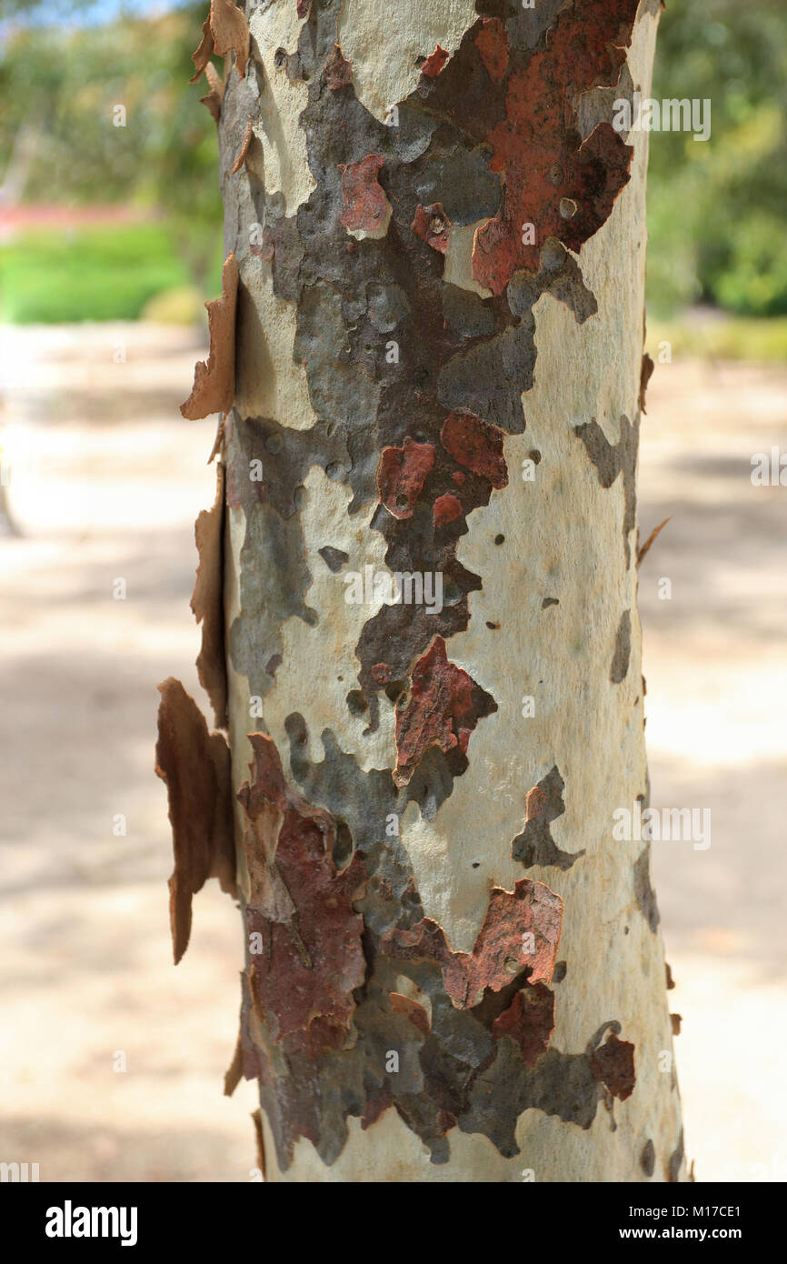 Eucalyptus tree trunk Stock Photo - Alamy