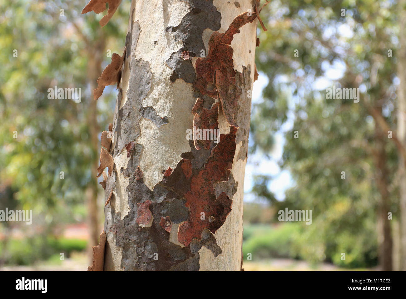Eucalyptus tree trunk Stock Photo - Alamy