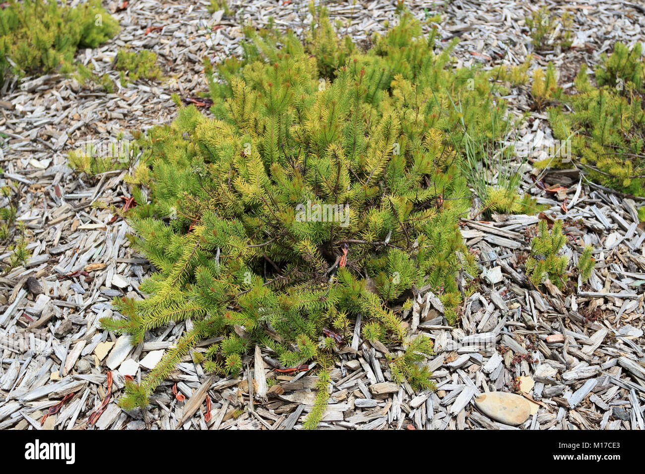 Australian spiny shrub hi-res stock photography and images - Alamy