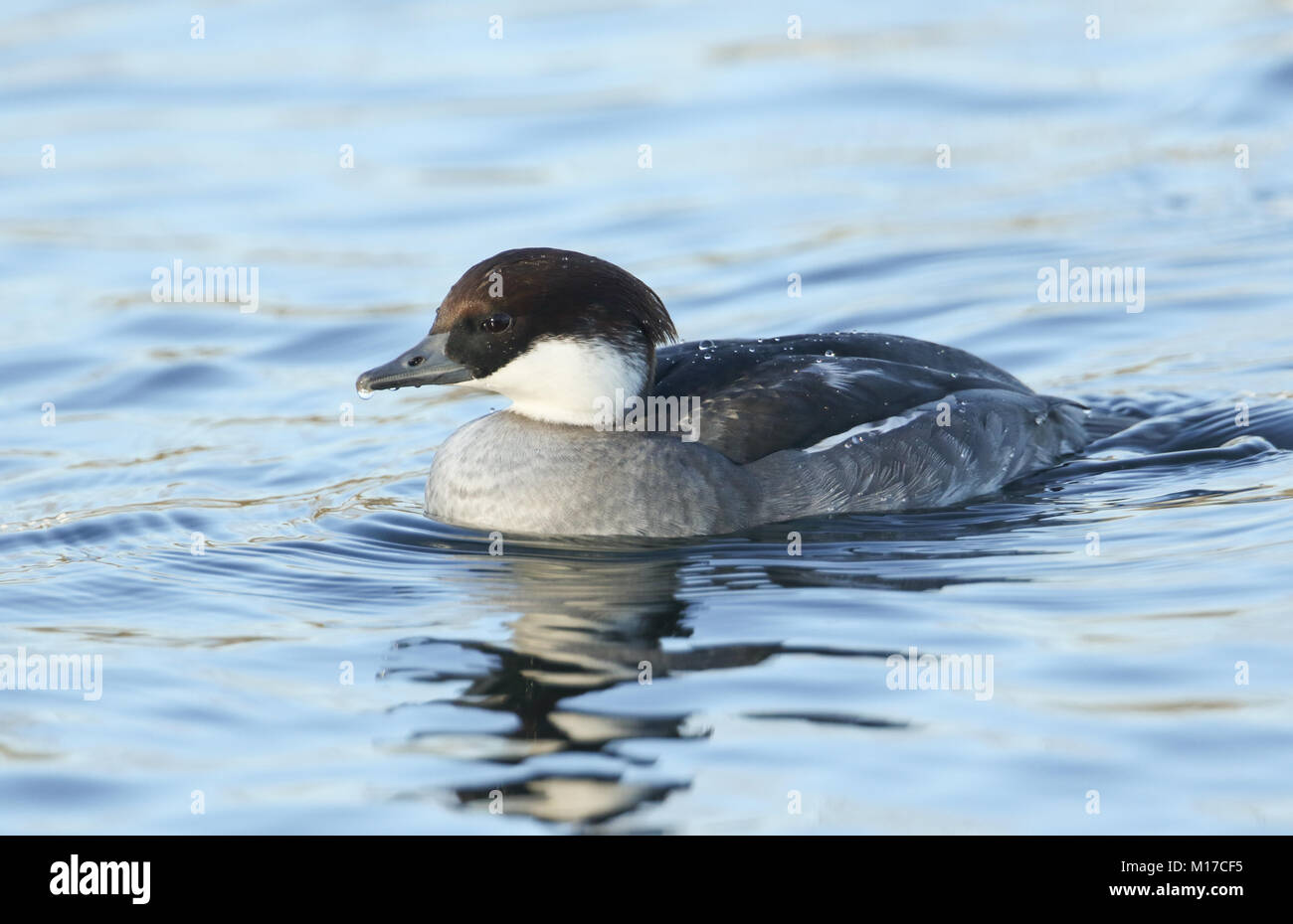 A stunning female Smew (Mergus albellus) swimming in a lake. It has ...