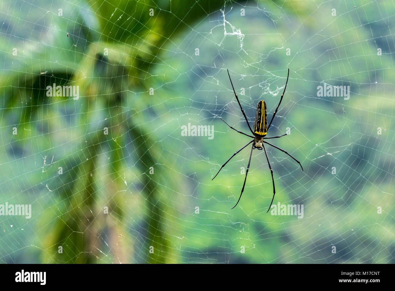 Wood spiders hi-res stock photography and images - Alamy