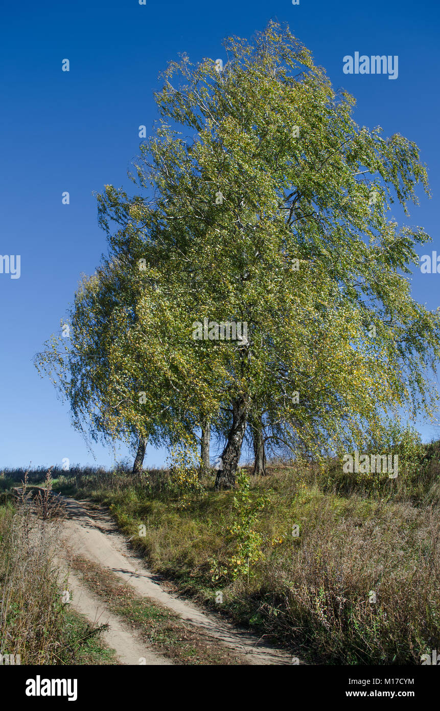 High grass at the edge of deciduous forest Stock Photo - Alamy