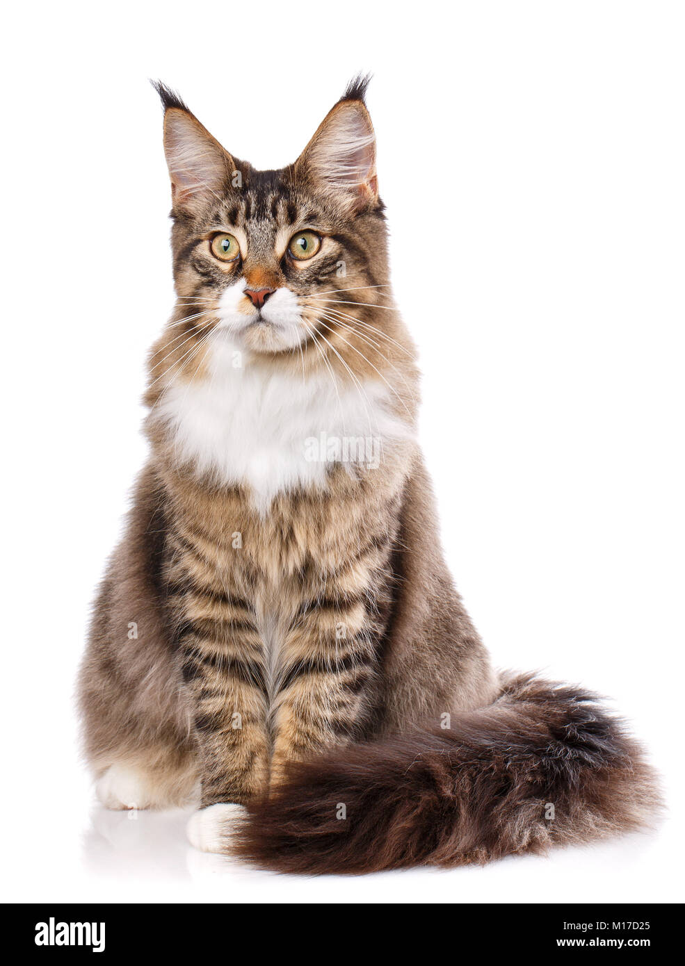 Portrait of Maine Coon cat,6 months old, sitting in front of white ...