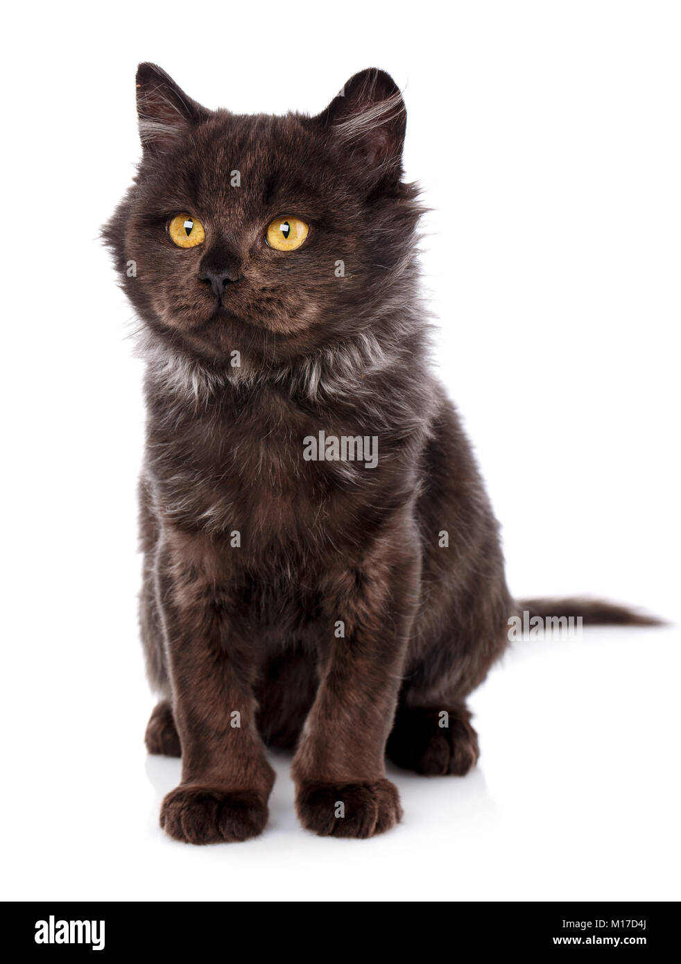 Black cat. Cat from the street. friend. pet. A true friend. Kitten ...