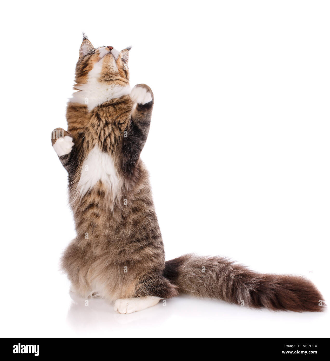 Playful cat maine coon standing on hind legs, Funny kitten on white ...