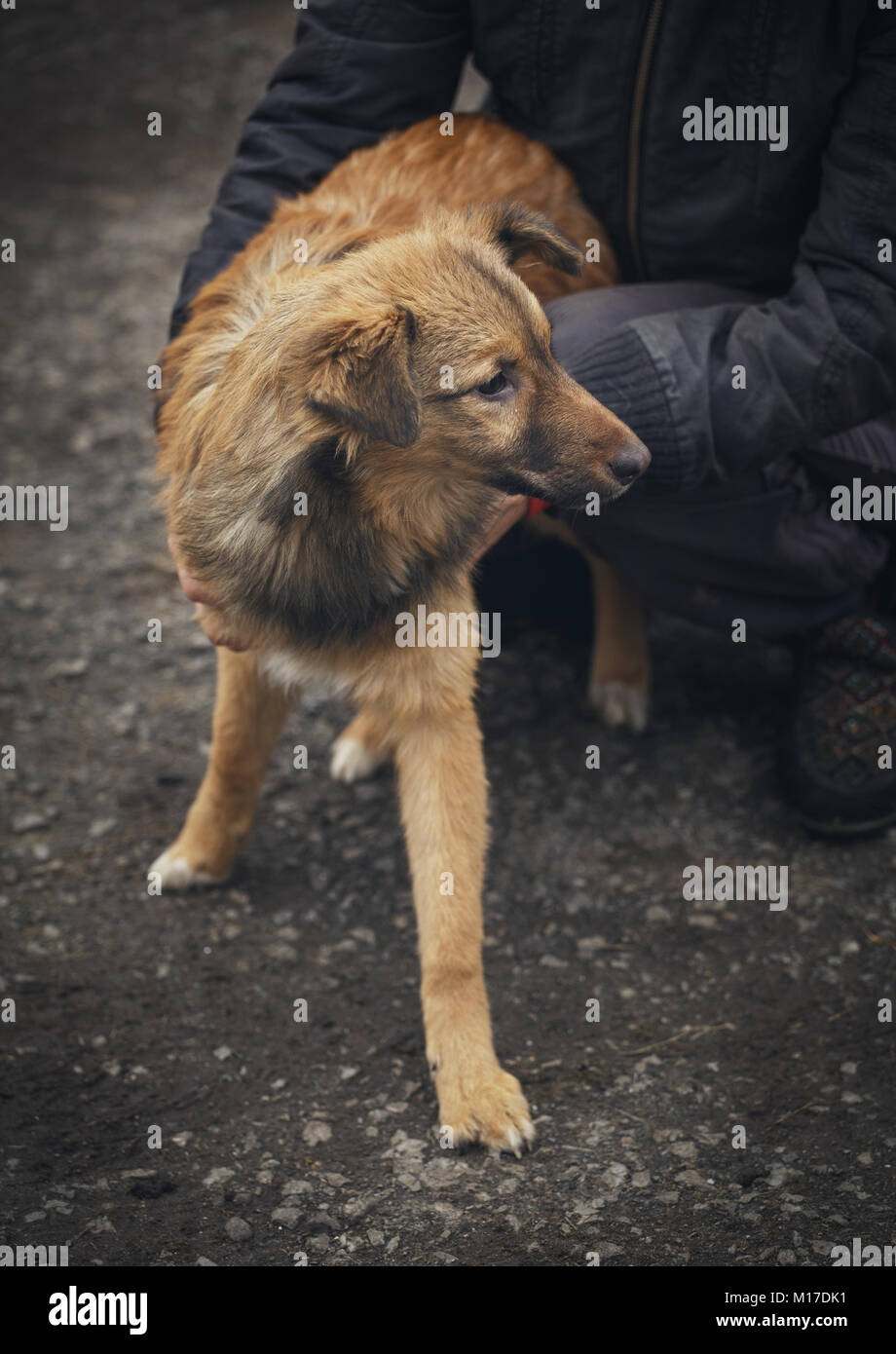 Poor dog hi-res stock photography and images - Alamy