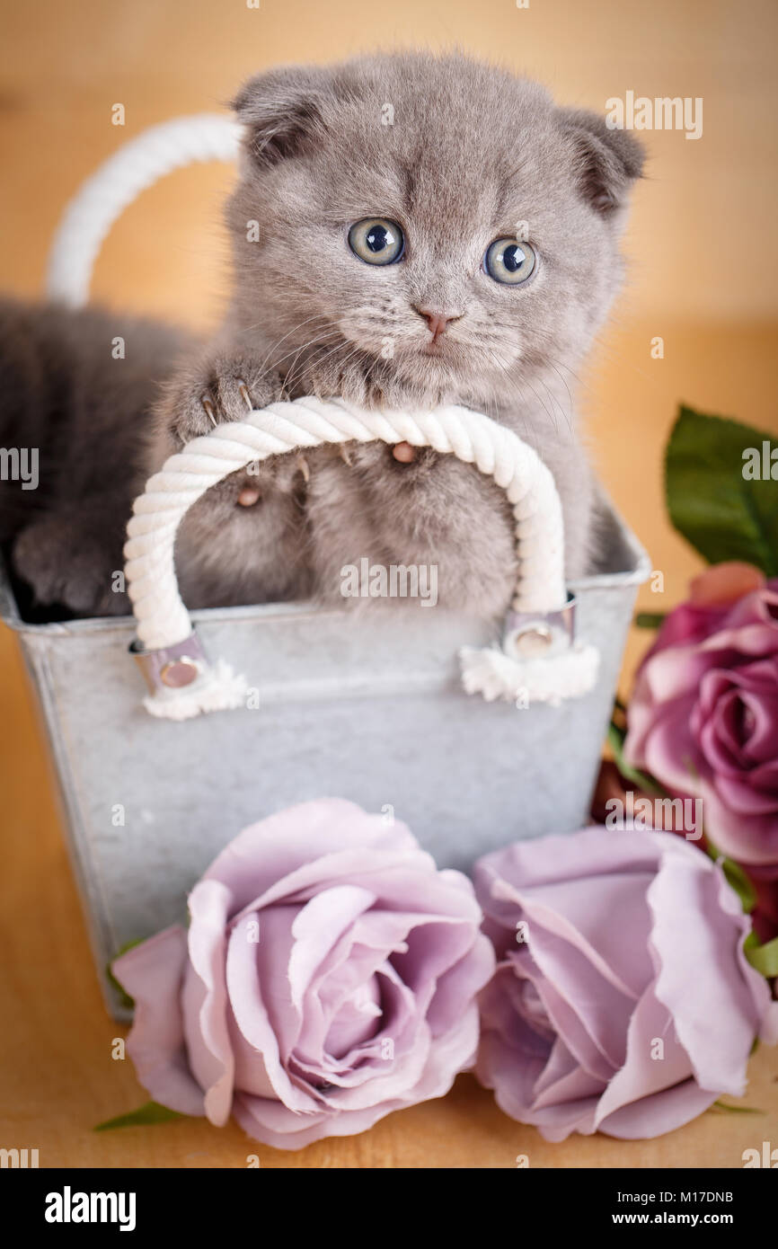 Striped catstrip the kitten on a white background. The cat sits and ...