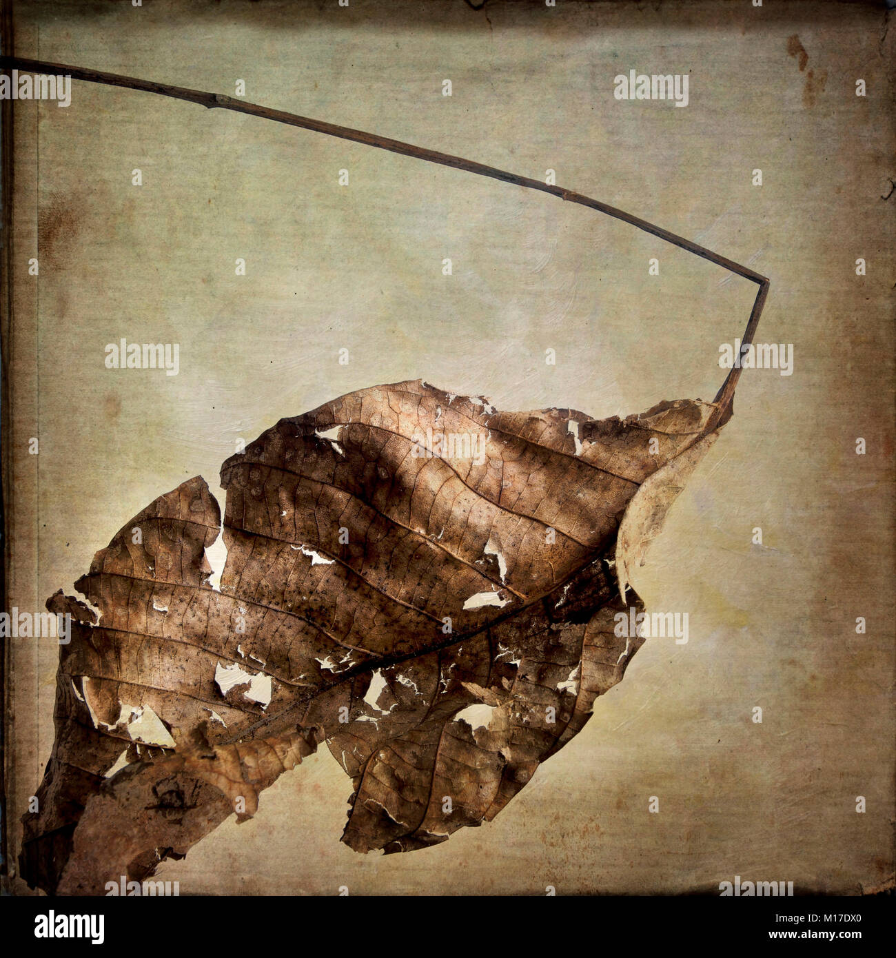 Leaf figures hi-res stock photography and images - Alamy