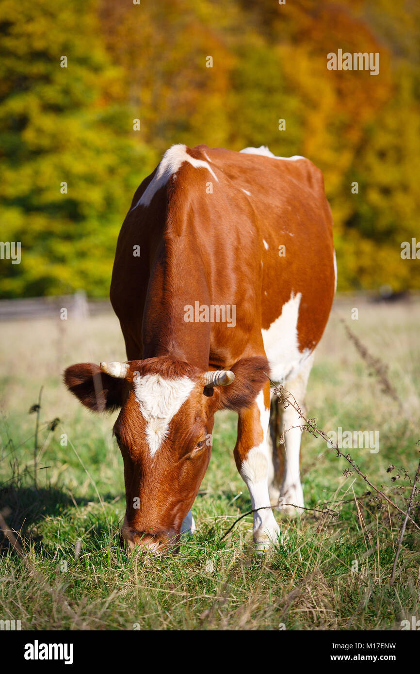Single cow grazes in field. Autumn nature background Stock Photo - Alamy