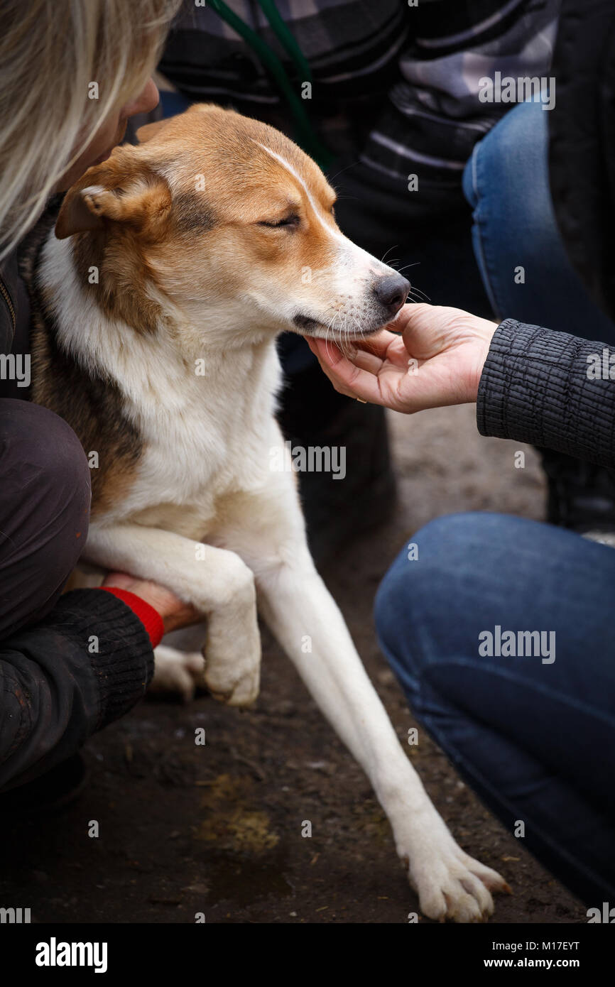 a redheaded homeless dog with people who help him. Volunteer Vetrenars ...