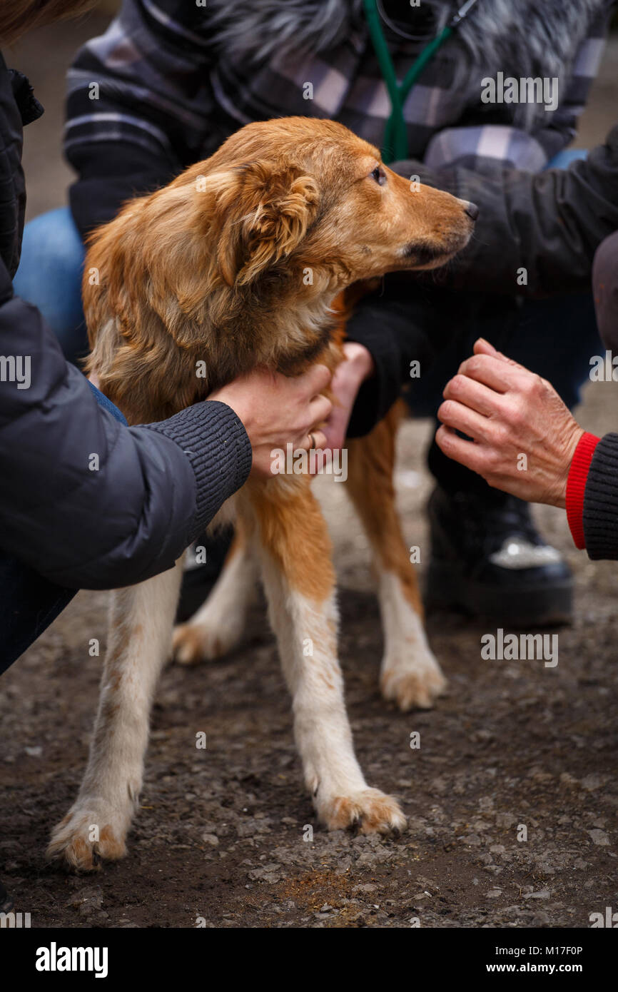 How Can I Help A Stray Dog