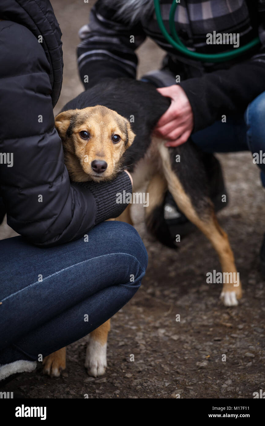 A female veterinarian helps a stray dog. Help for homeless animals ...