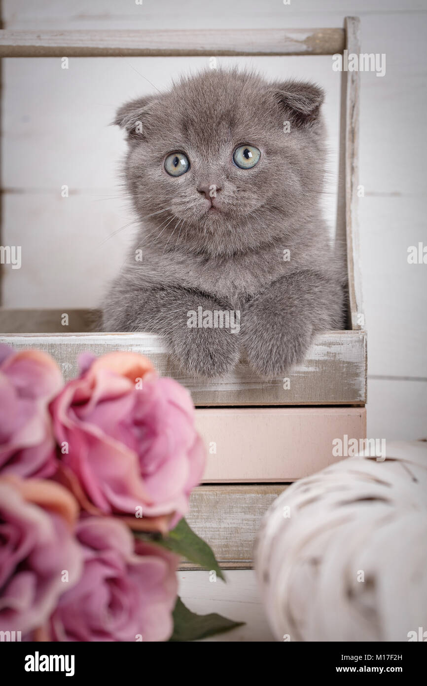 Portrait of a gray Scottish kitten with blue eyes. Cute cat at home ...