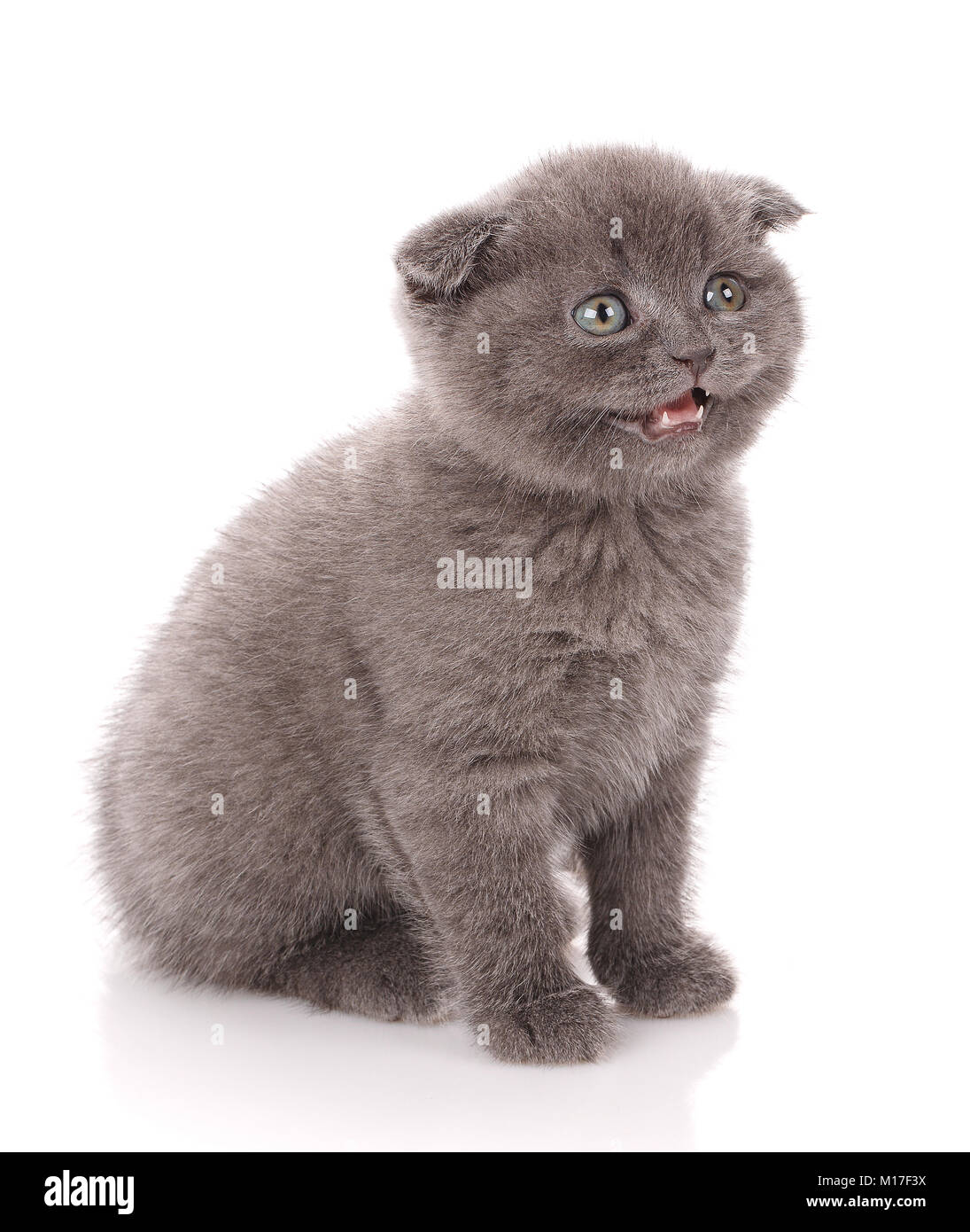 Gray Scottish Fold Cat sits on white background . A playful kitten ...