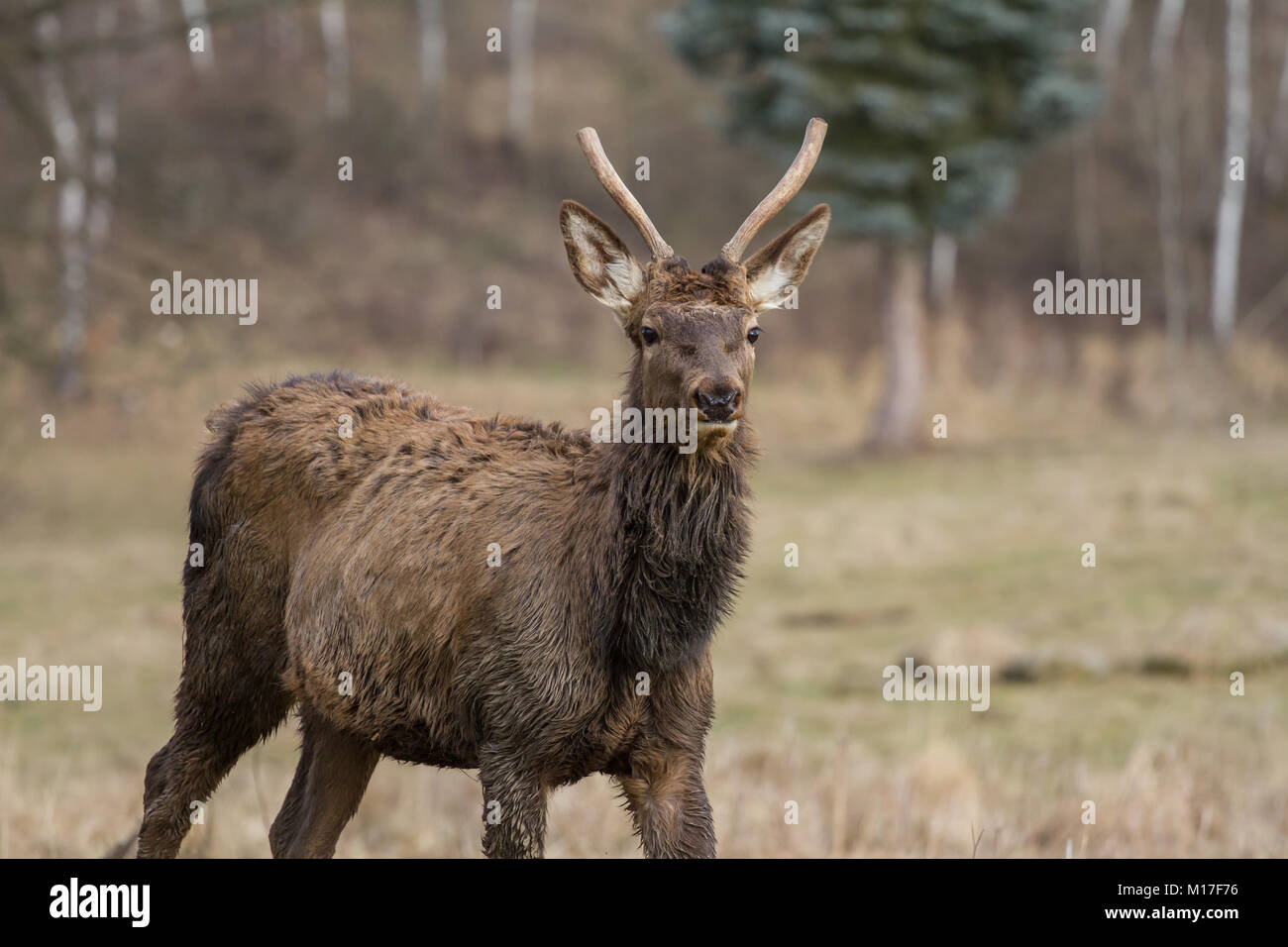 Red deer (Rotwild / Cervus elaphus) in captivity Stock Photo - Alamy