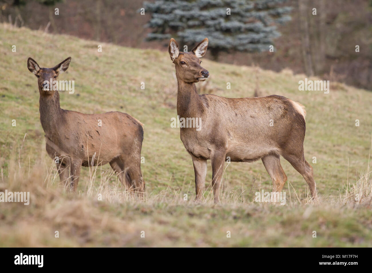 Red deer (Rotwild / Cervus elaphus) in captivity Stock Photo - Alamy