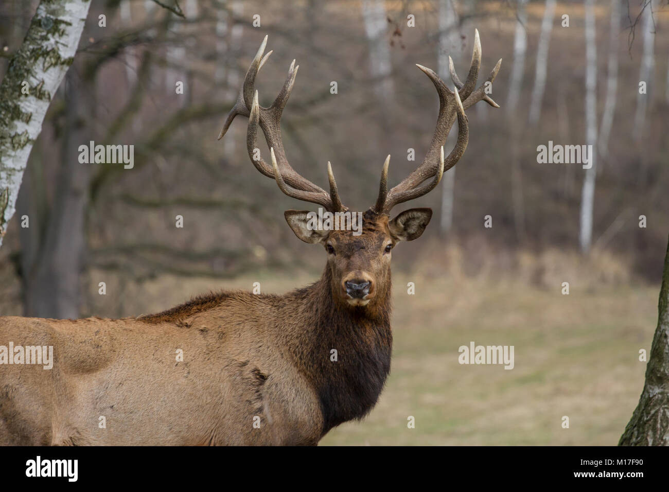 Red deer (Rotwild / Cervus elaphus) in captivity Stock Photo - Alamy