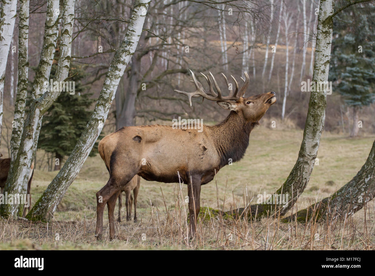 Red deer (Rotwild / Cervus elaphus) in captivity Stock Photo - Alamy