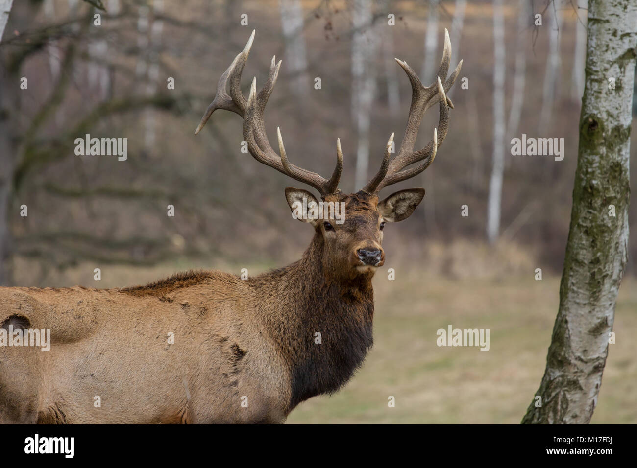 Red deer (Rotwild / Cervus elaphus) in captivity Stock Photo - Alamy