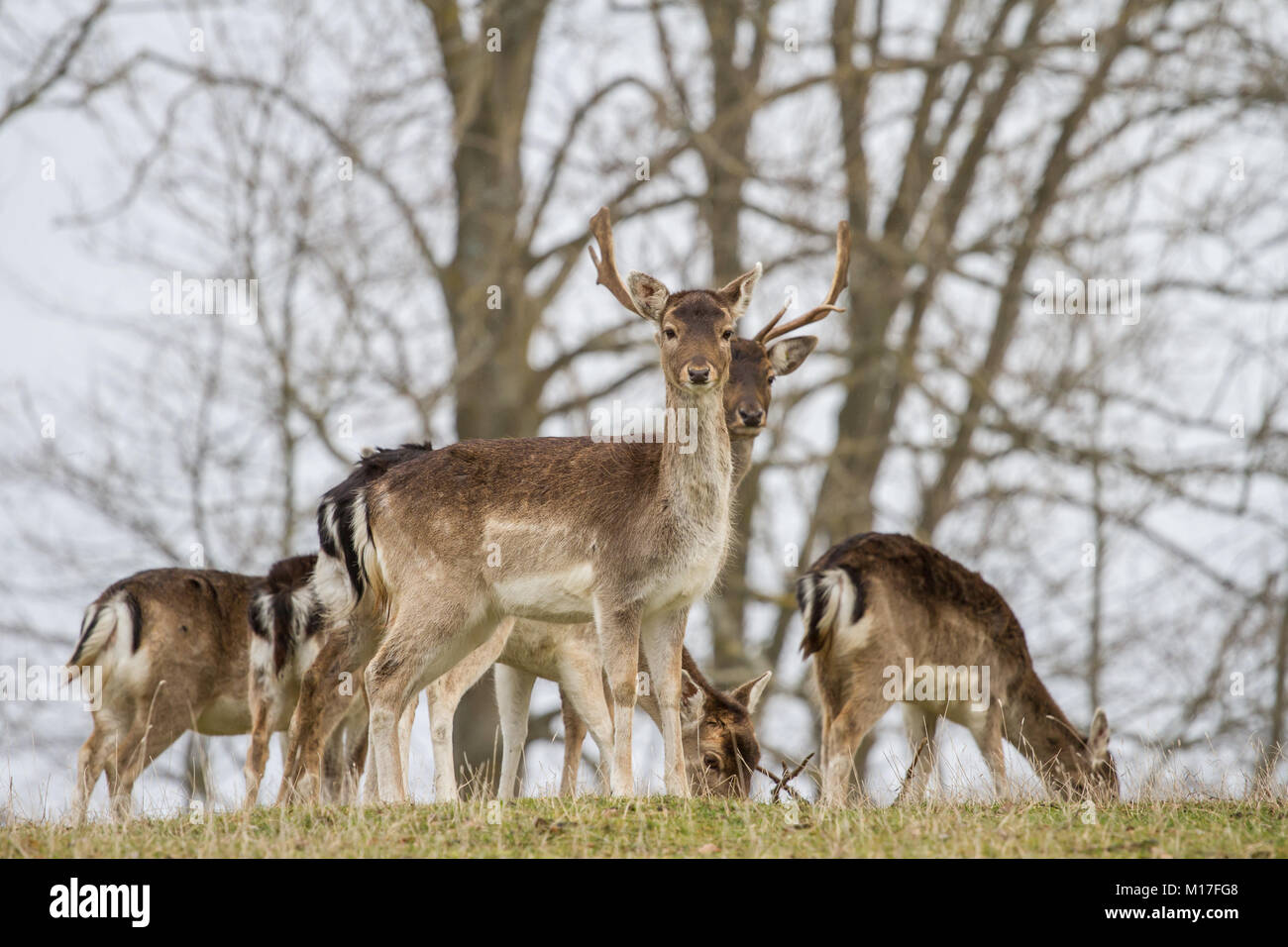 Fallow deer (Damwild / Dama dama) in the winter Stock Photo - Alamy
