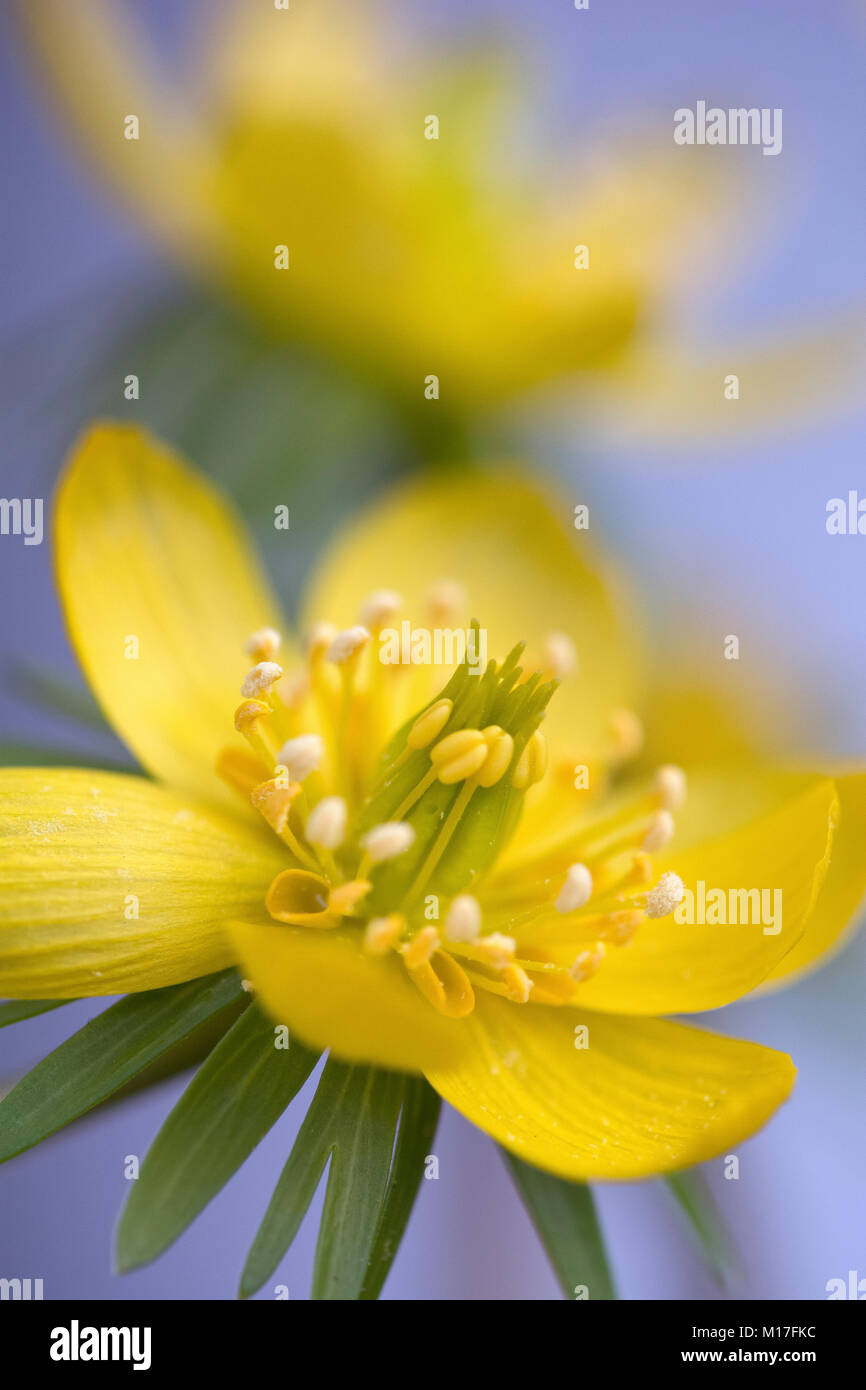 Eranthis hyemalis - Winterling Stock Photo - Alamy