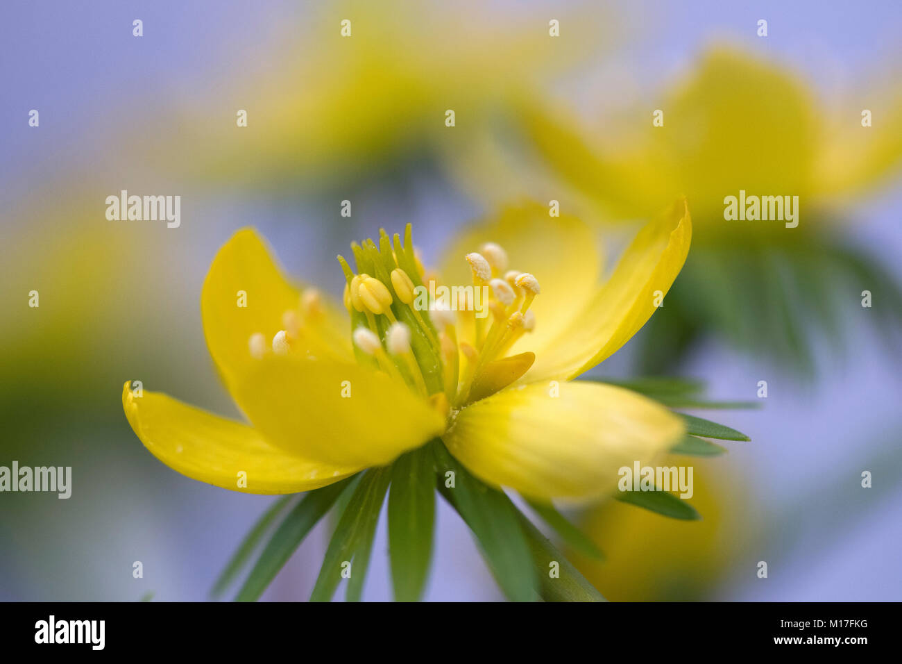 Eranthis hyemalis - Winterling Stock Photo - Alamy