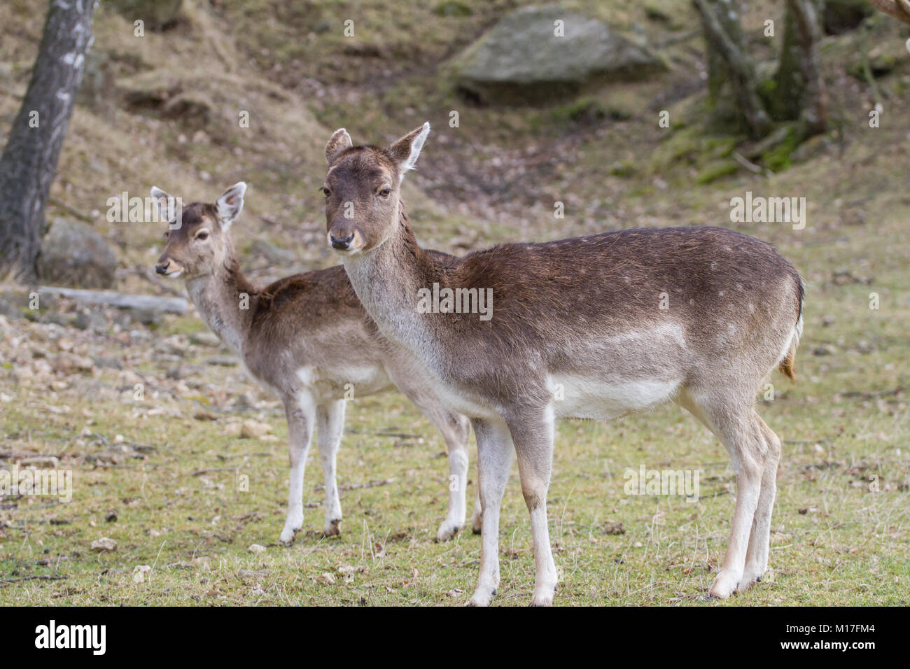 Fallow deer (Damwild / Dama dama) in the winter Stock Photo - Alamy