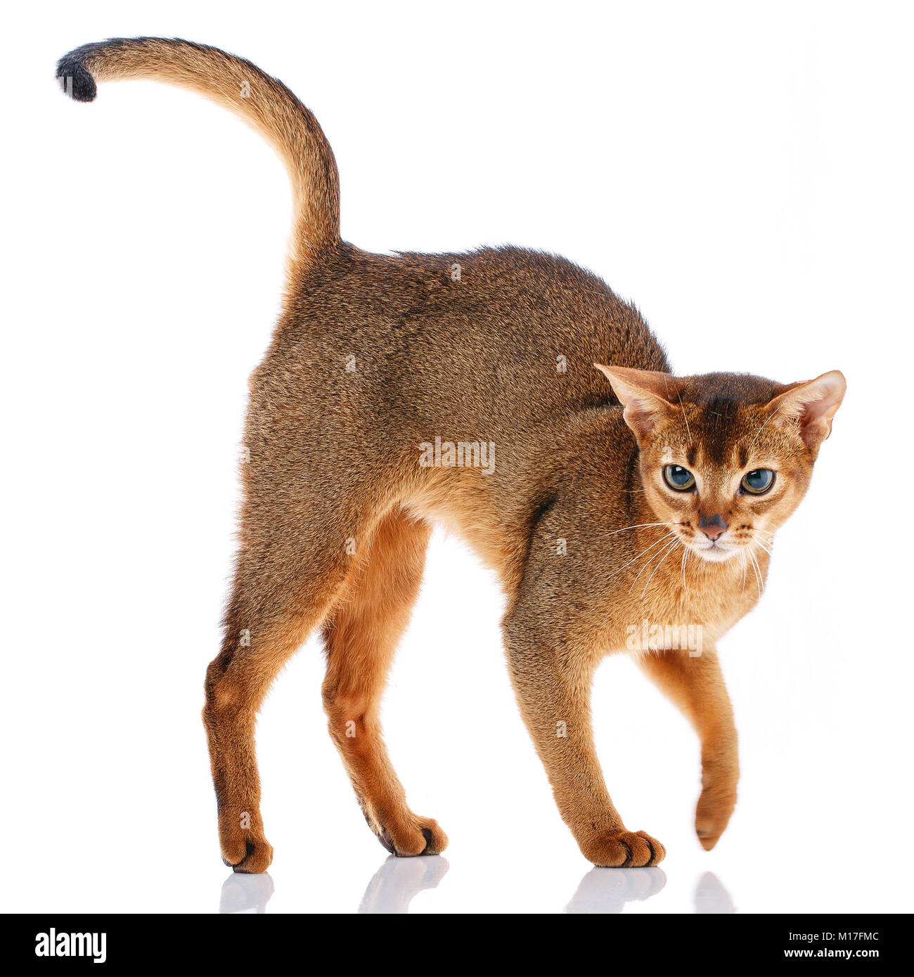 Abysyn thoroughbred cat on a white background. Purebred cat. Well ...