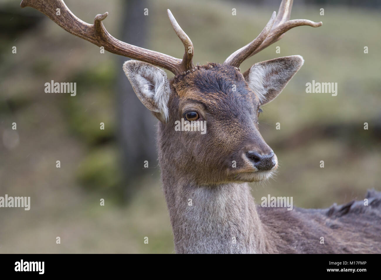 Fallow deer (Damwild / Dama dama) in the winter Stock Photo - Alamy