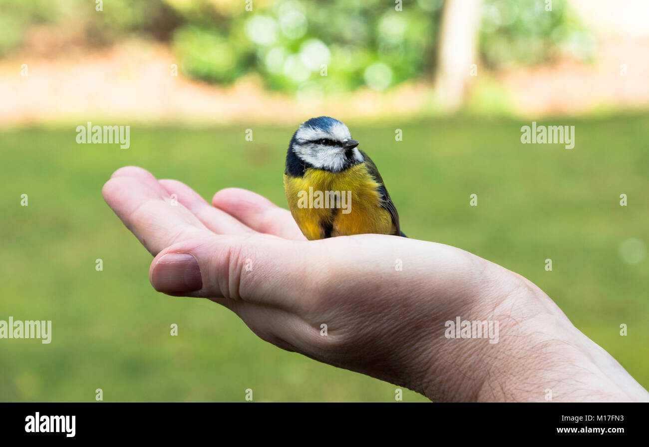 Bird in the hand, blue tit sitting in the palm of the hand Stock Photo ...