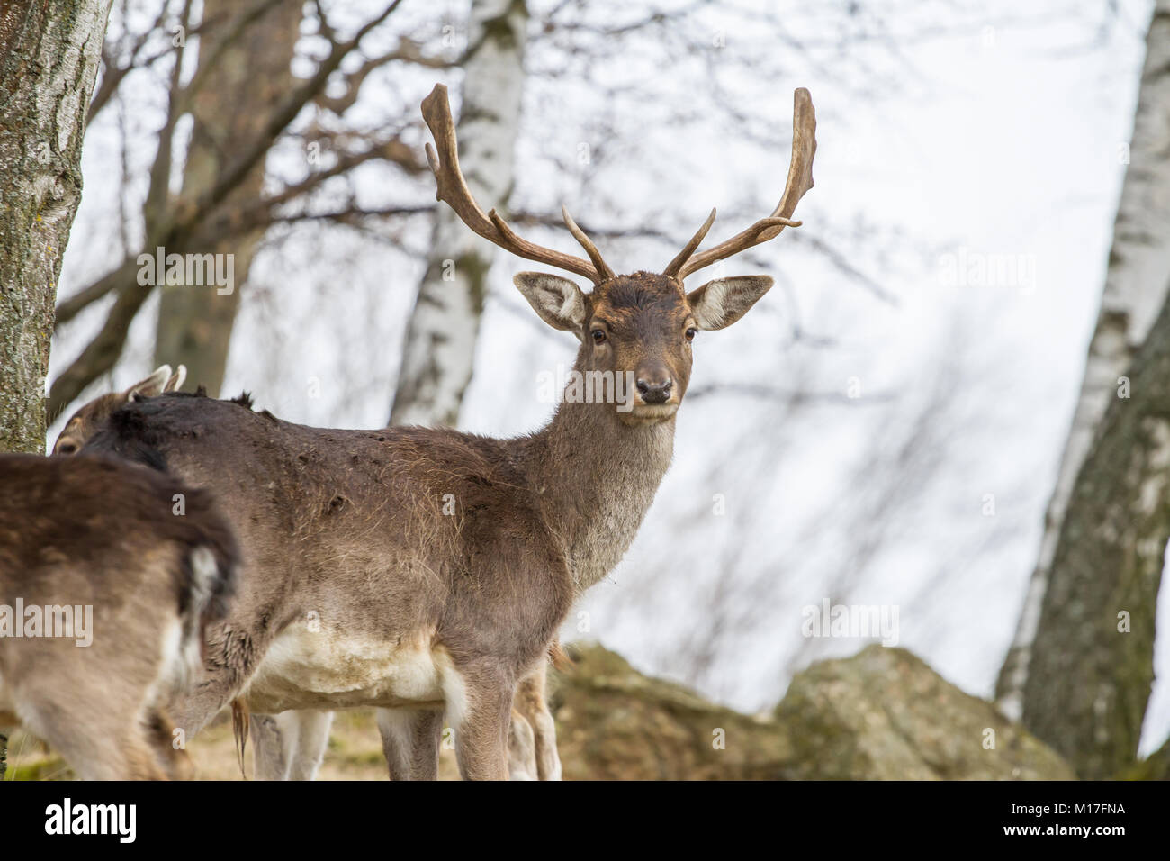 Fallow deer (Damwild / Dama dama) in the winter Stock Photo - Alamy