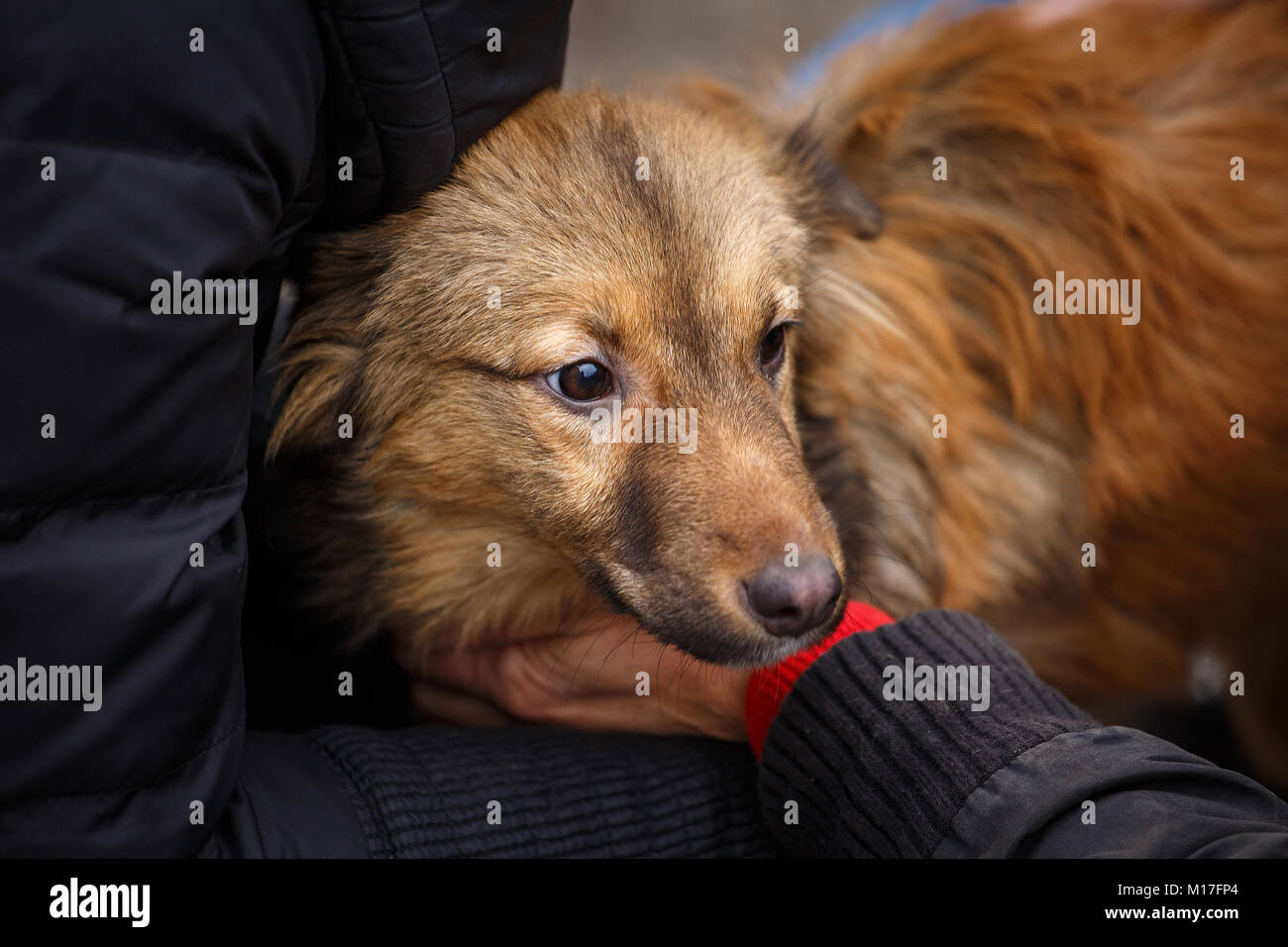 A female veterinarian helps a stray dog. Help for homeless animals ...