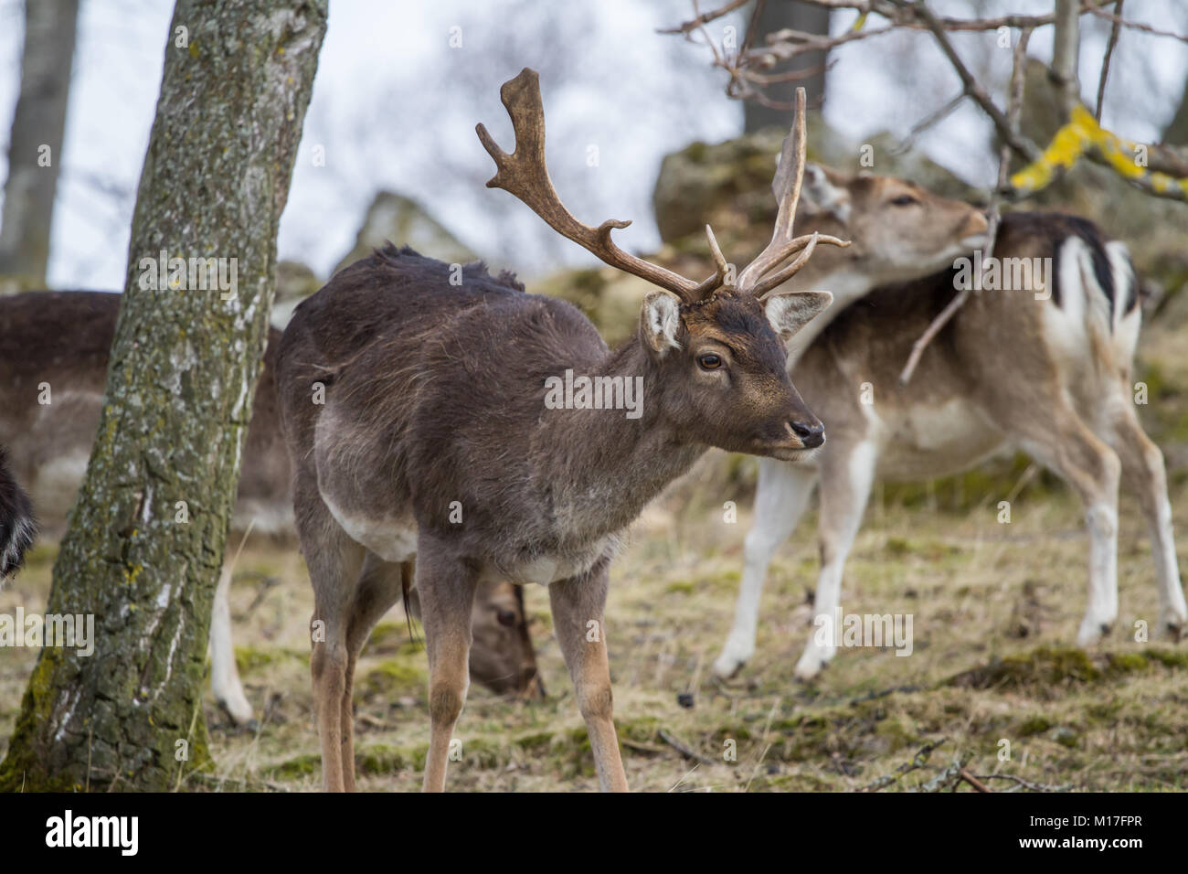 Herde damwild hi-res stock photography and images - Alamy