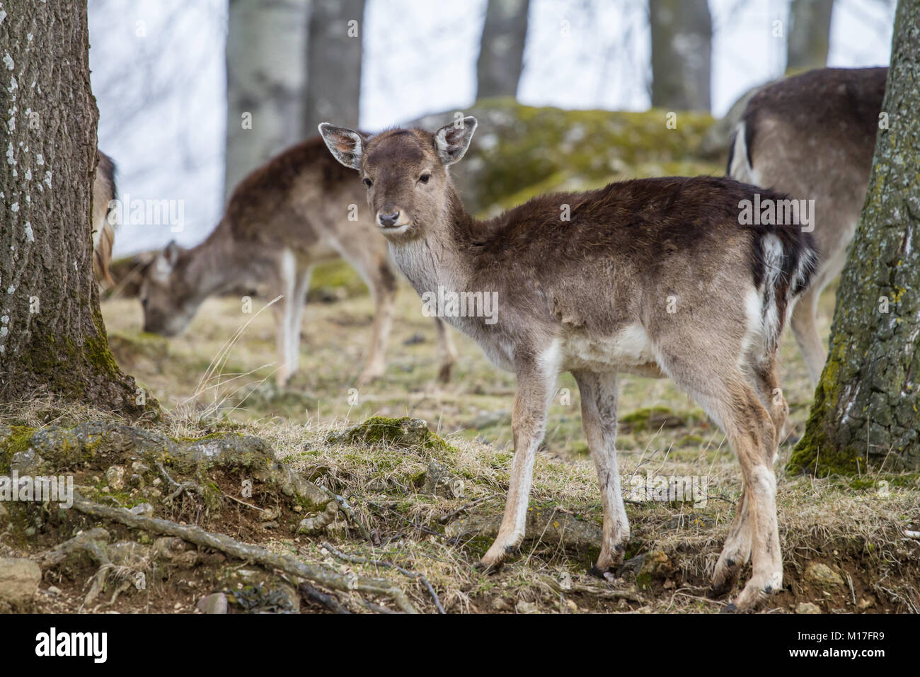Fallow deer (Damwild / Dama dama) in the winter Stock Photo - Alamy