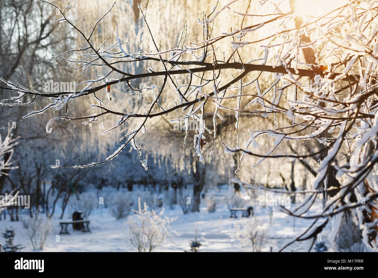 Backlight from sun hi-res stock photography and images - Alamy