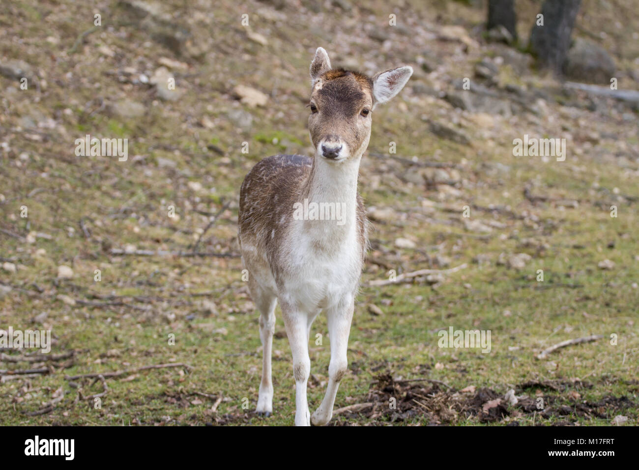 Fallow deer (Damwild / Dama dama) in the winter Stock Photo - Alamy