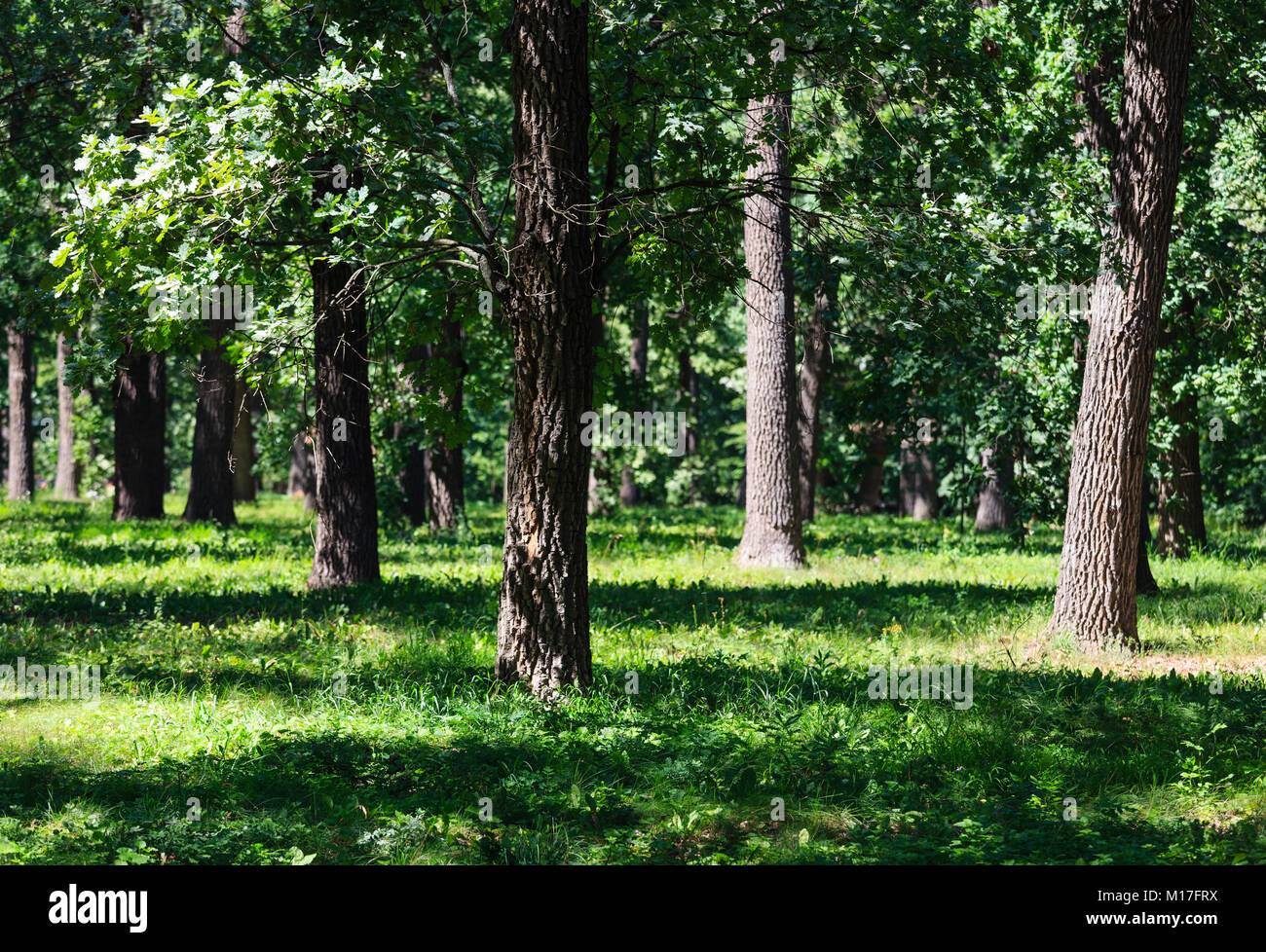 Oak trees grove in a suburban neighborhood in summer meadow green ...