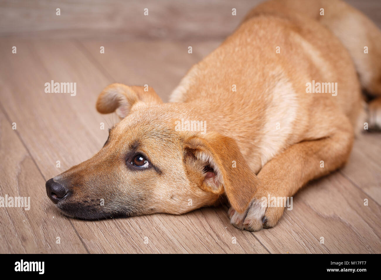Dog without eyes hi-res stock photography and images - Alamy