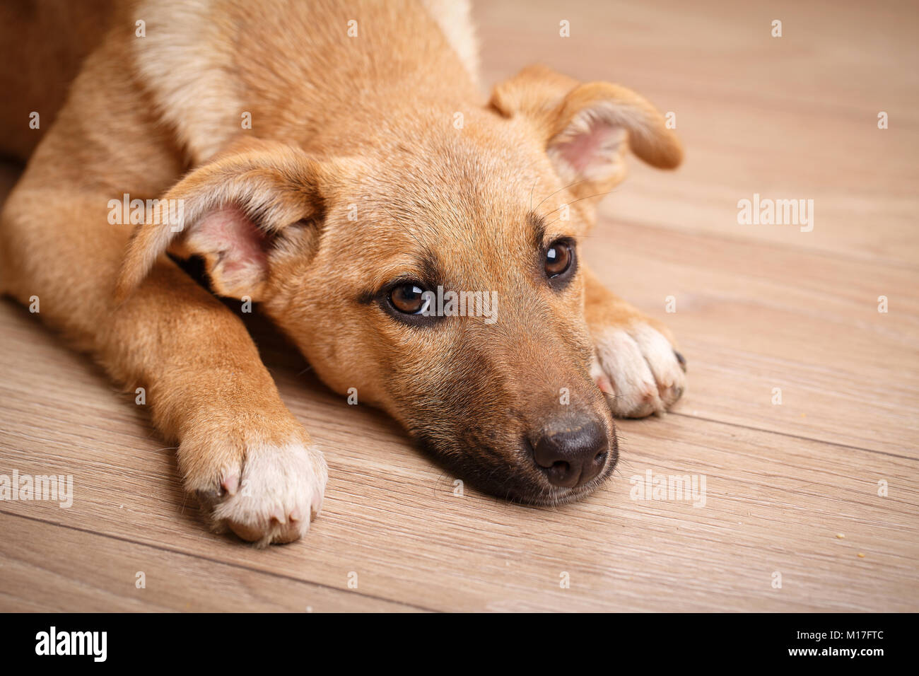 Portrait of redhair dog. Bending his head and grieving. Homeless dog ...