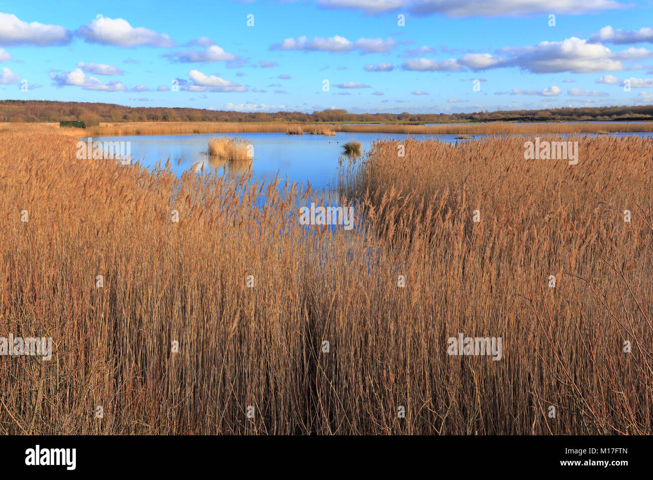 Reedbeds at RSPB Dearne Valley Old Moor, Wetland Centre Reserve ...