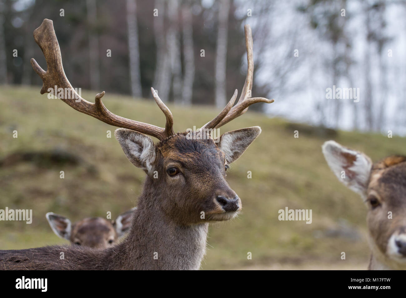 Herde damwild hi-res stock photography and images - Alamy