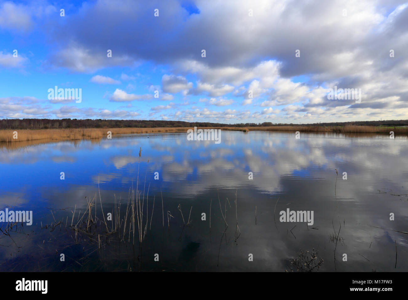 Reedbeds at RSPB Dearne Valley Old Moor, Wetland Centre Reserve ...
