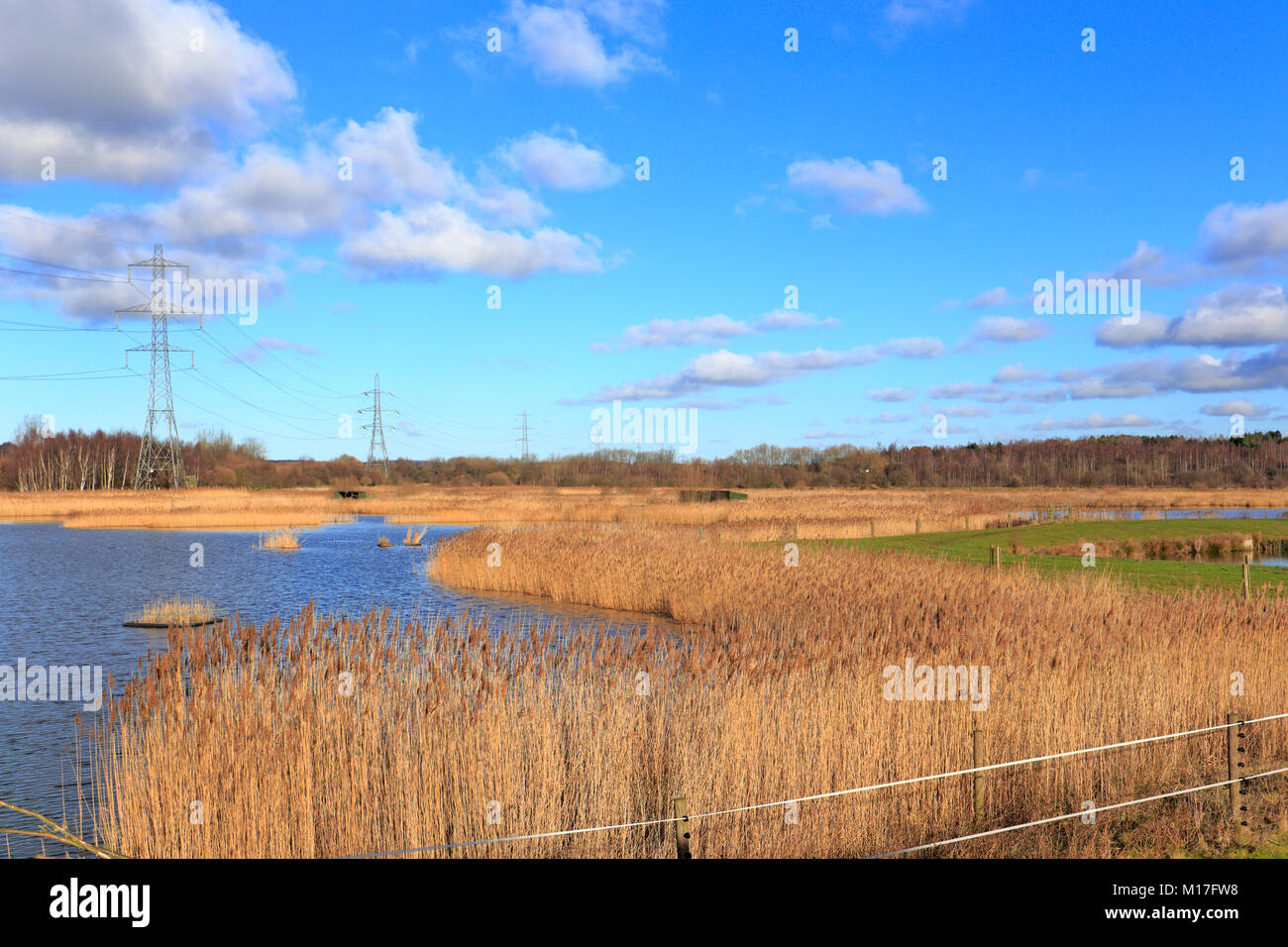 Reedbeds at RSPB Dearne Valley Old Moor, Wetland Centre Reserve ...