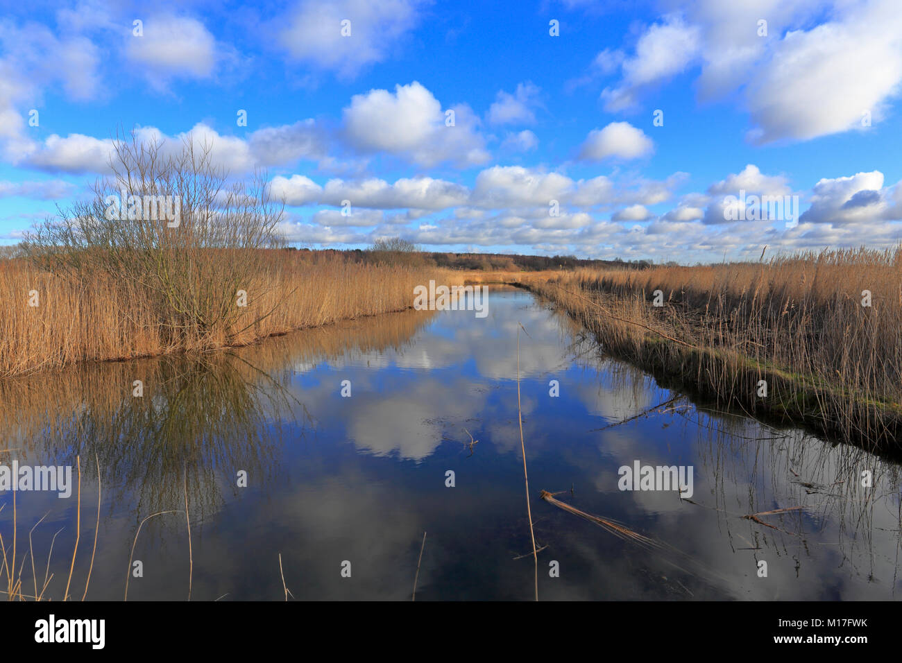 Reedbeds at RSPB Dearne Valley Old Moor, Wetland Centre Reserve ...