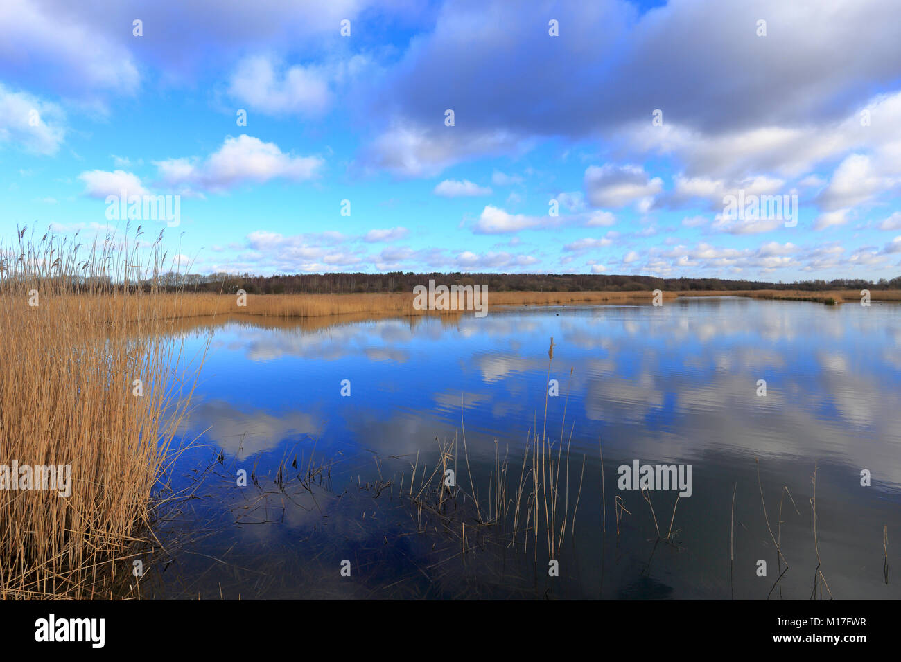 Reedbeds at RSPB Dearne Valley Old Moor, Wetland Centre Reserve ...