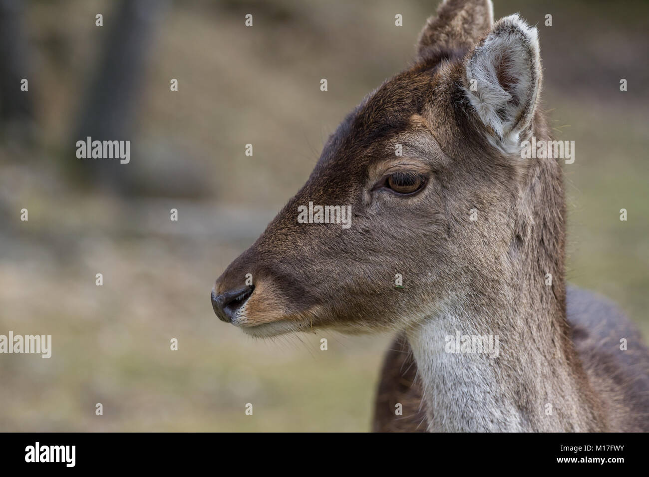 Fallow deer (Damwild / Dama dama) in the winter Stock Photo - Alamy